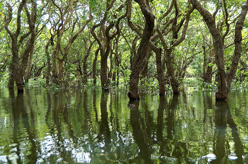 The Impact of Restored Mangrove Forests on Fishery Populations and ...